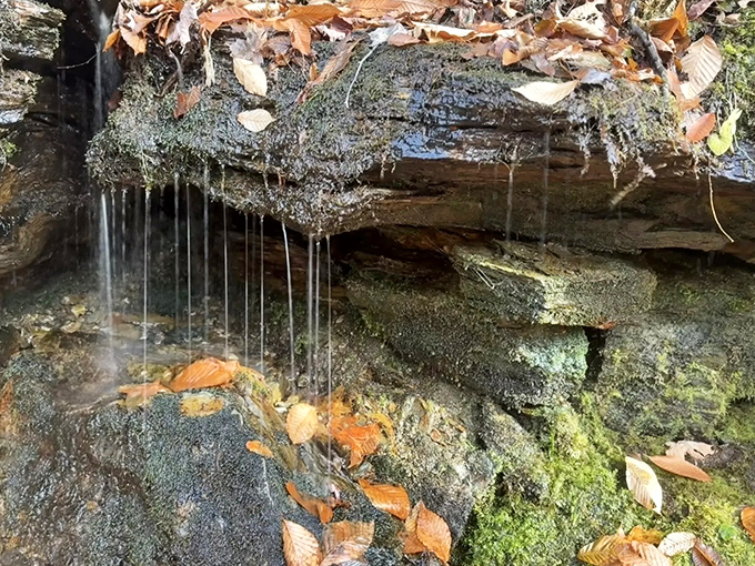 Water performing its delicate high-wire act from ledge to leaf. Nature's version of performance art that makes modern dance look positively rigid.