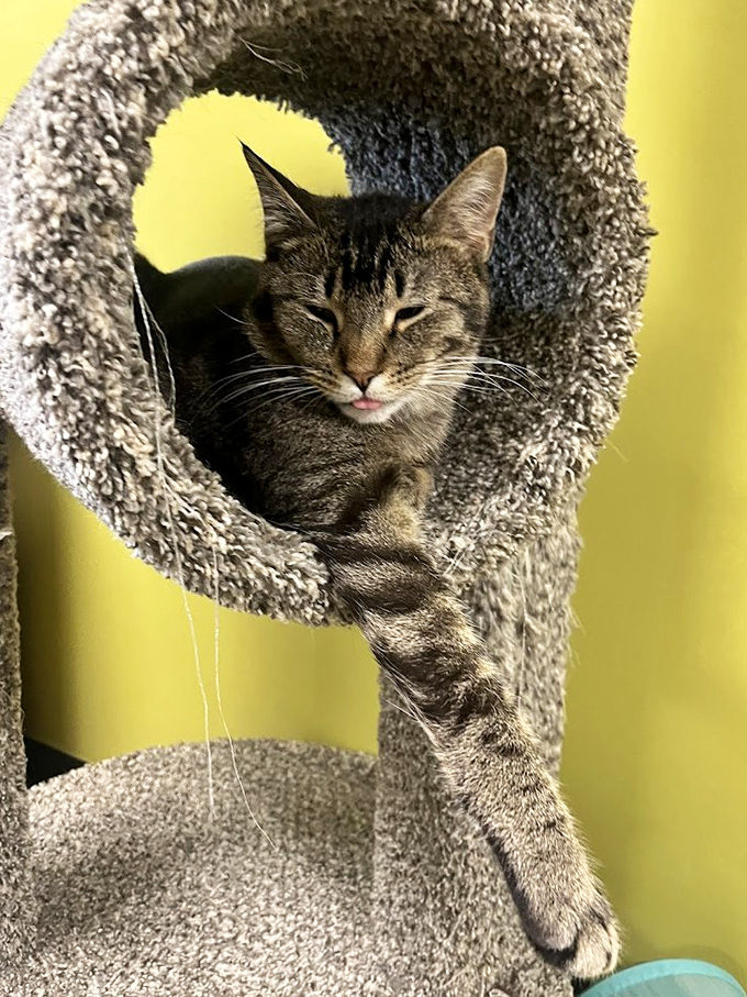 This contented tabby has mastered the art of relaxation in its custom perch, silently judging your coffee order.
