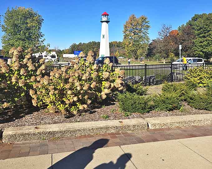 South Haven's lighthouse stands like a maritime exclamation point, surrounded by hydrangeas that seem to bloom just for your photos.