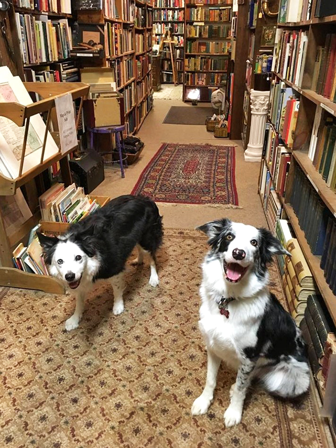 Four-legged literary critics welcome visitors, proving that the love of books transcends species in this pet-friendly paradise.