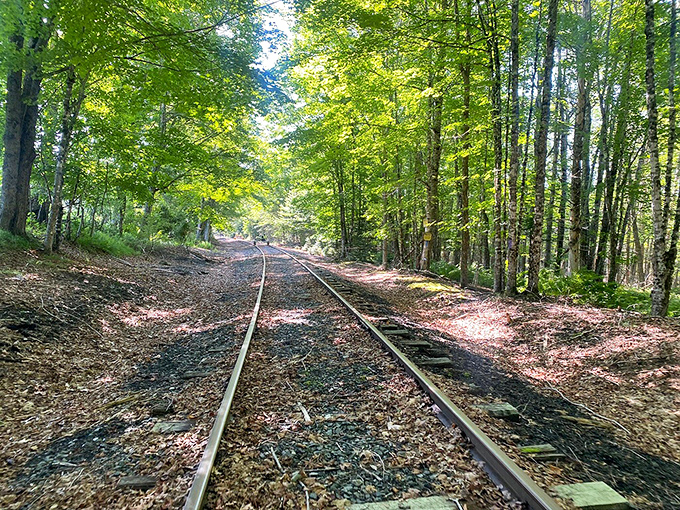 Rails stretching into the distance through a sun-dappled forest corridor &ndash; is there any sight more inviting to the adventure-seeking soul?