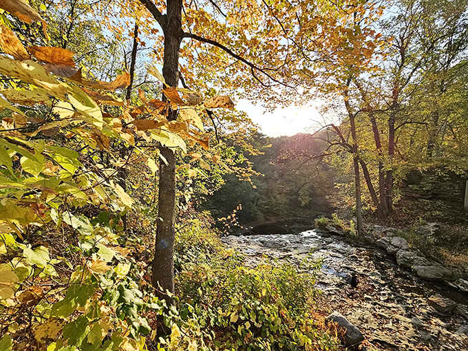 Sunlight filters through autumn leaves, creating dappled gold patterns on the forest floor and stream.