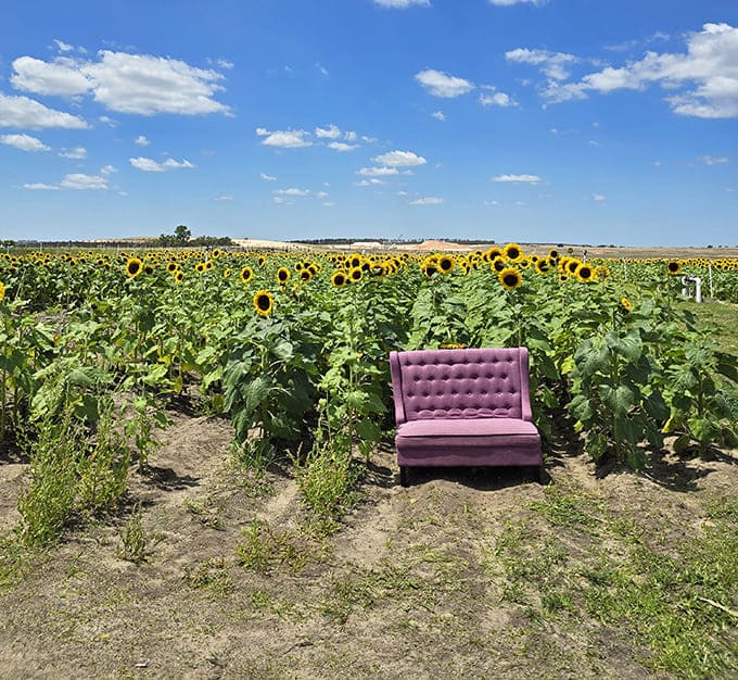Who put a purple velvet sofa in the middle of a sunflower field? Someone who understands perfect photo opportunities.