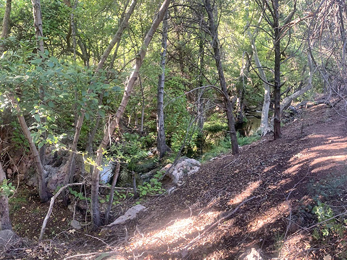 Trail winding through wilderness: The path less traveled leads to greater rewards &ndash; a dirt trail promising adventure for those willing to make the journey.