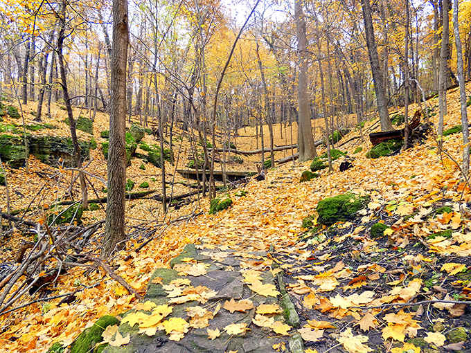 Autumn paints the forest floor with golden maple leaves, creating nature's version of a designer carpet no one dares walk on.