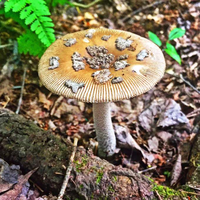 Even the smallest details captivate in this wilderness &ndash; a lone mushroom stands like nature's umbrella, part of the ancient forest ecosystem.