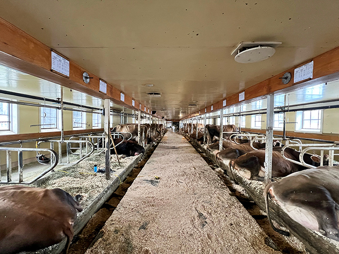 The modern dairy operation maintains spotless standards while housing the farm's prized Jersey herd, famous for exceptionally rich milk.