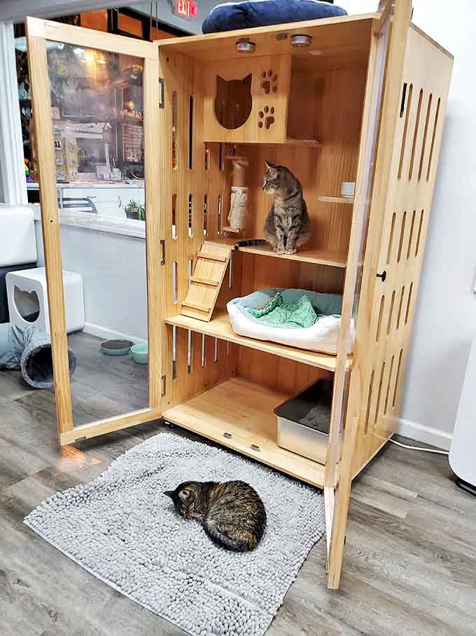 This wooden cat condo combines feline functionality with architectural elegance. Some cats prefer the penthouse view, while others enjoy ground-floor lounging.