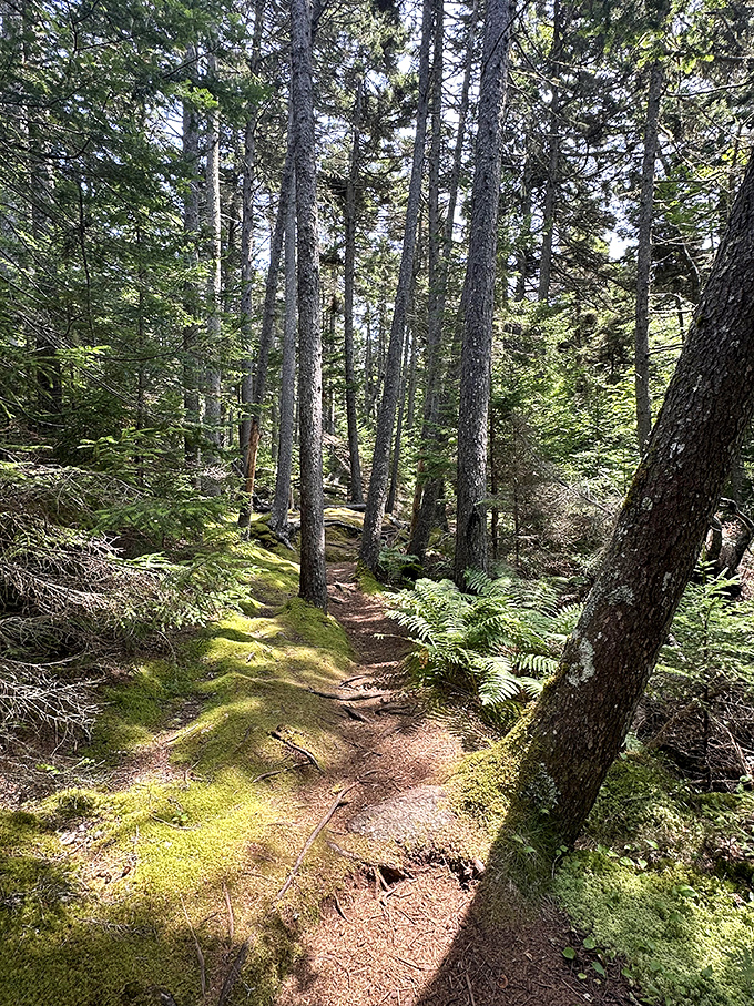 Forest trails wind through Cathedral Woods, where dappled sunlight creates a natural sanctuary for hikers and dreamers alike.