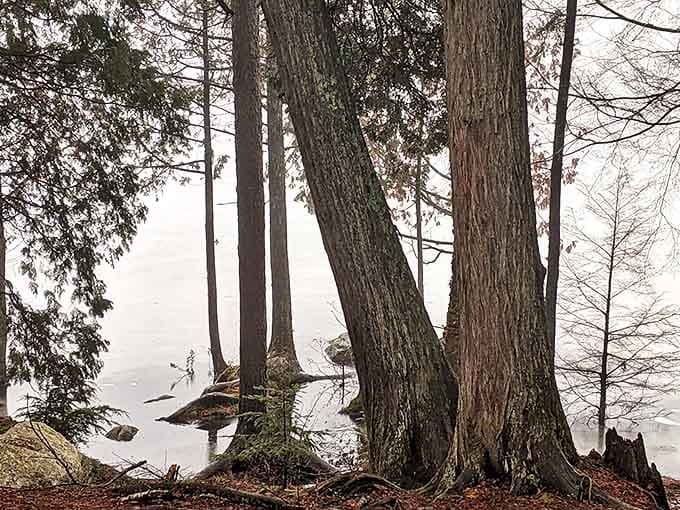 Winter's quiet embrace transforms shoreline sentinels into snow-dusted sculptures, their roots anchored in both earth and ice.