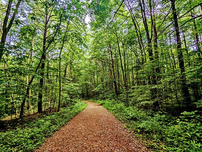 A path that whispers, "Put down your phone and notice how the sunlight dapples through leaves like nature's own disco ball."