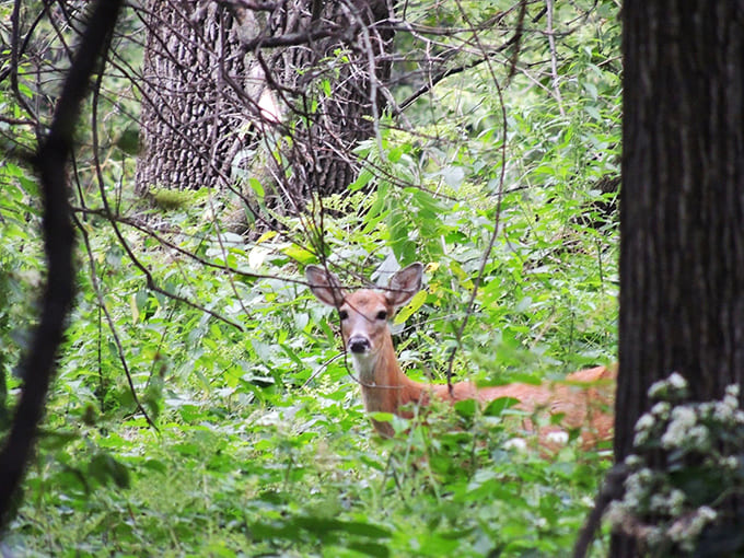 A white-tailed deer pauses in the underbrush, reminding visitors that this park belongs to the wildlife first and we're just lucky guests.