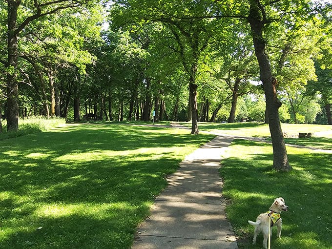 Shaded pathways winding through mature trees offer the kind of peaceful walking experience that makes you forget you're still technically in Minnesota and not some forest fairy tale.