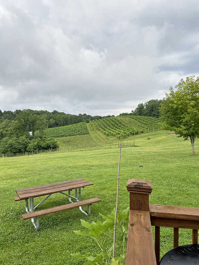 Rolling hills of meticulously tended vines create a geometric tapestry that changes with each season, a living artwork framed by Ohio sky.