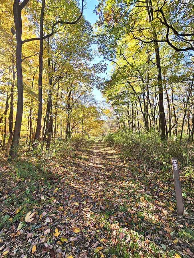 Autumn transforms ordinary forest trails into golden pathways that crunch satisfyingly beneath your boots.