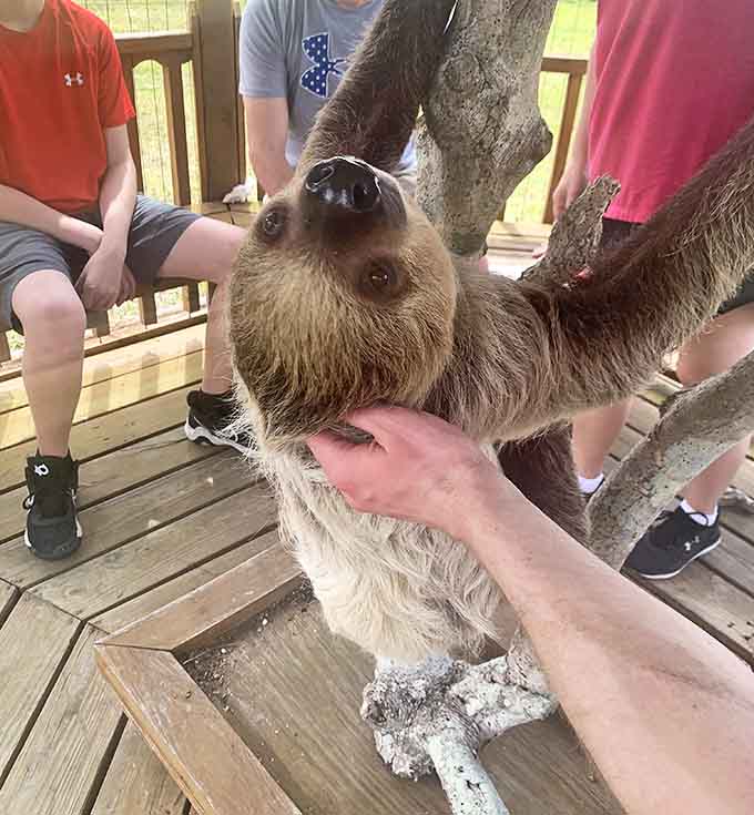 That moment when a sloth looks directly at you with those soulful eyes feels like connecting with nature's wisest, most unhurried philosopher.