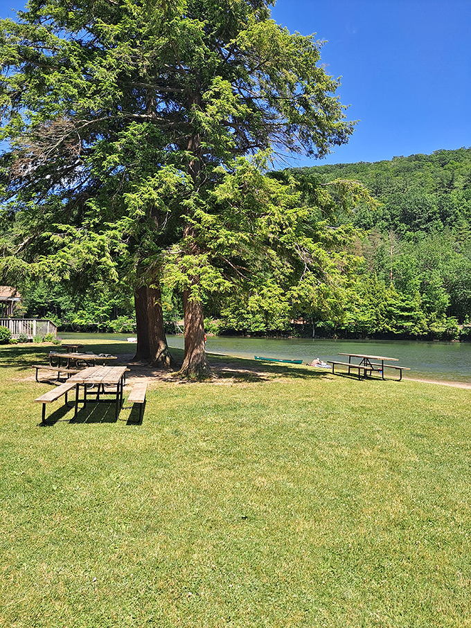 Picnic perfection under ancient guardians&mdash;these weathered tables have hosted countless family memories while the lake whispers nearby.
