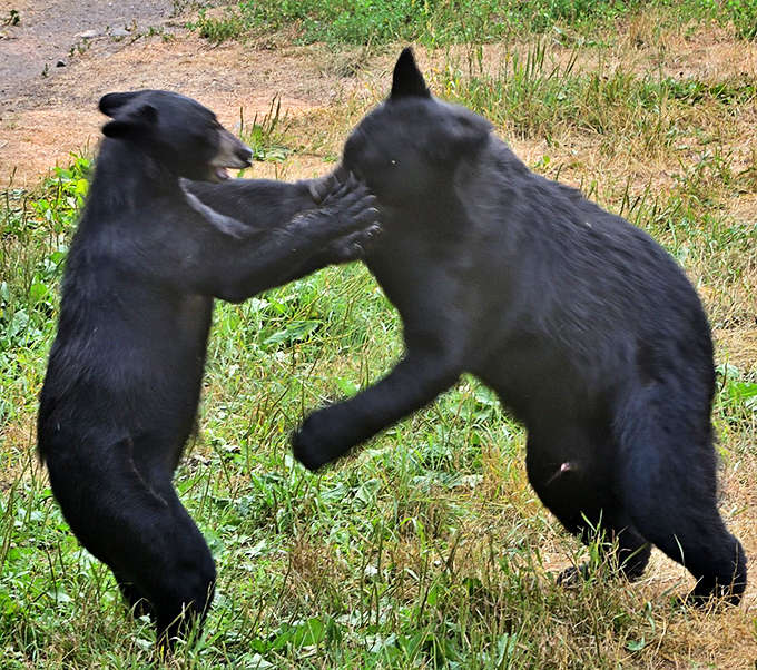 The bear version of WWE &ndash; these playful adolescents practice important social skills through wrestling matches that look fiercer than they are.
