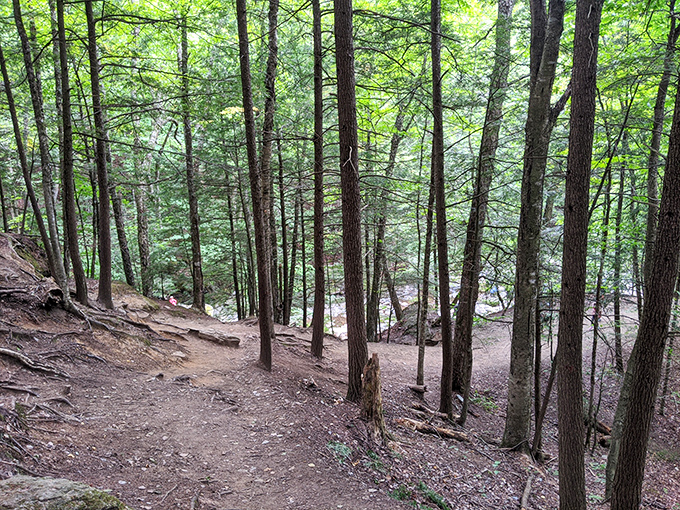 Sunlight filters through Vermont's cathedral of pines, creating the kind of dappled path poets have been trying to describe for centuries.
