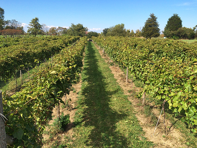 Neat rows of grapevines stretch toward distant mountains at Snow Farm Vineyard, Vermont's pioneering island winery.