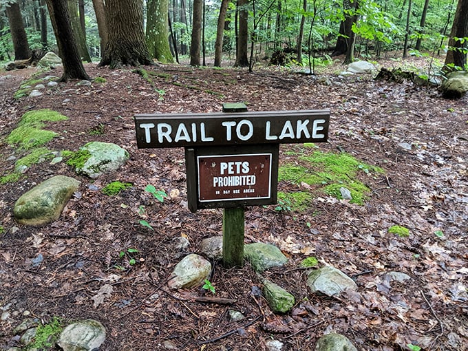 The path less rushed: Simple trail markers remind visitors that the journey through these woods is the destination itself.