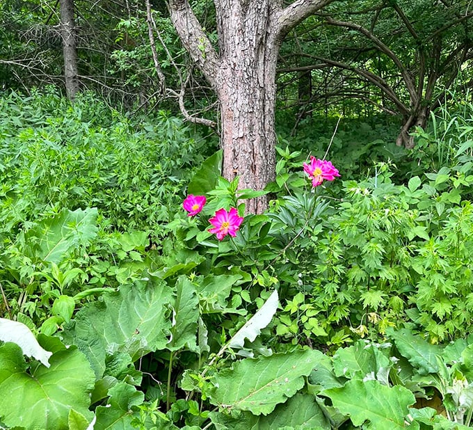 Vibrant flowers push through the stonework like nature's way of adding color commentary to an already impressive rock collection, softening hard edges with delicate petals and cheerful blooms.