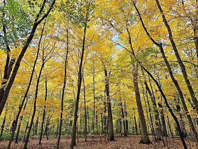 Autumn's golden hour transforms ordinary trees into extraordinary works of art, creating a cathedral ceiling of luminous yellow leaves.
