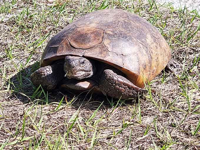 This desert cottontail seems just as surprised to see you as you are to see him &ndash; wildlife encounters are part of the Roper Lake charm.