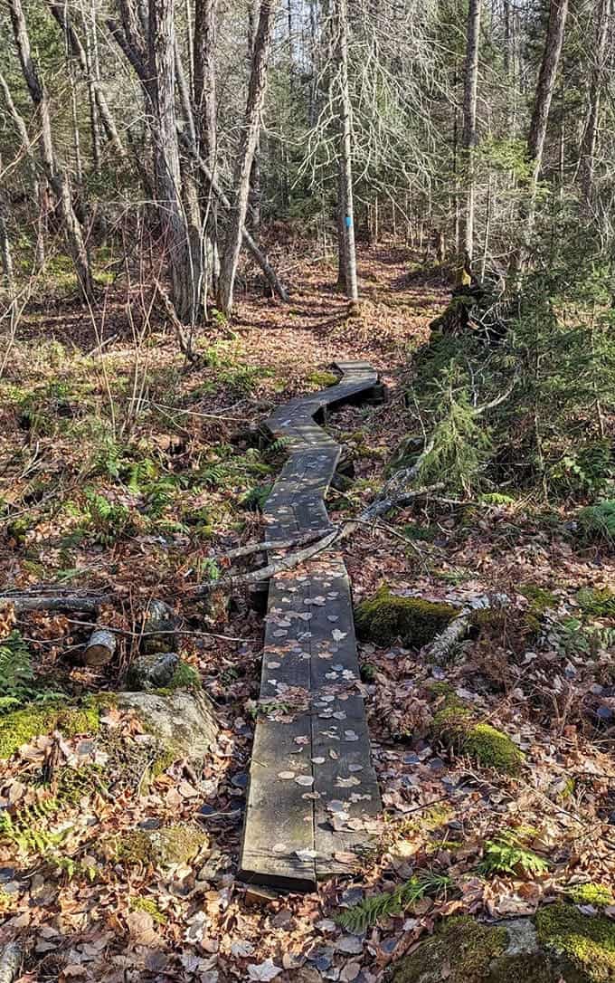 Wooden boardwalks guide you through wetlands where the ecosystem thrives in its soggy glory, keeping your boots dry while nature does its thing.
