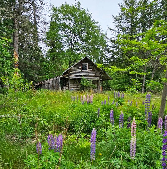 Time stands still at this weathered trackside cabin, where purple lupines add a splash of color to a scene straight from a Maine postcard.