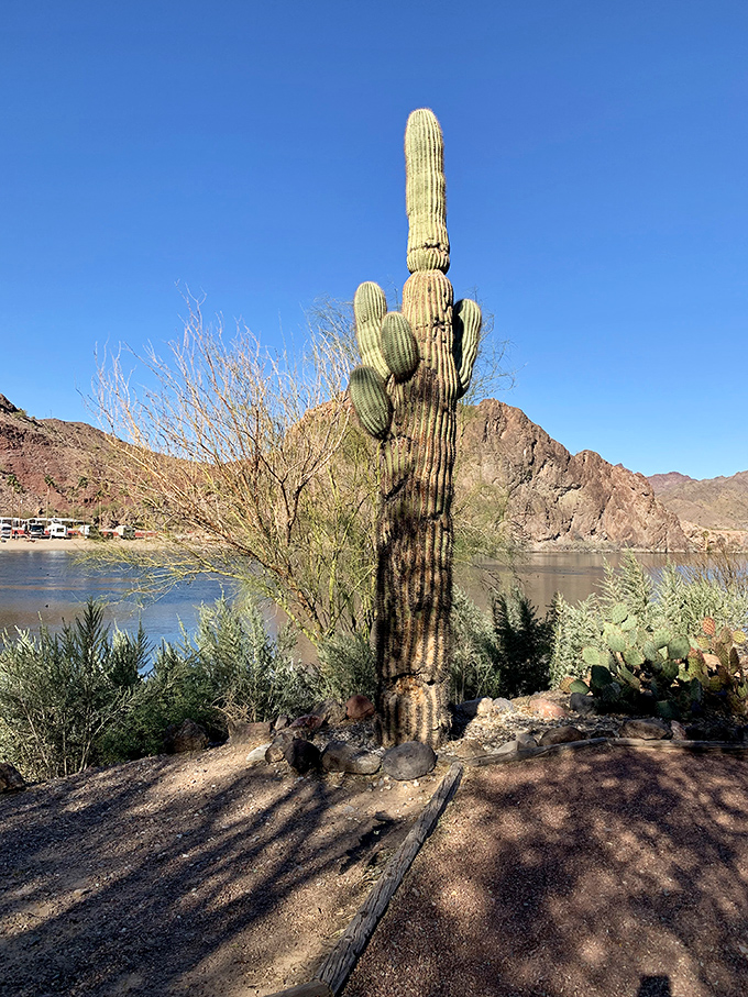 Desert sentinels stand tall against the Arizona sky, their arms reaching skyward for over a century.