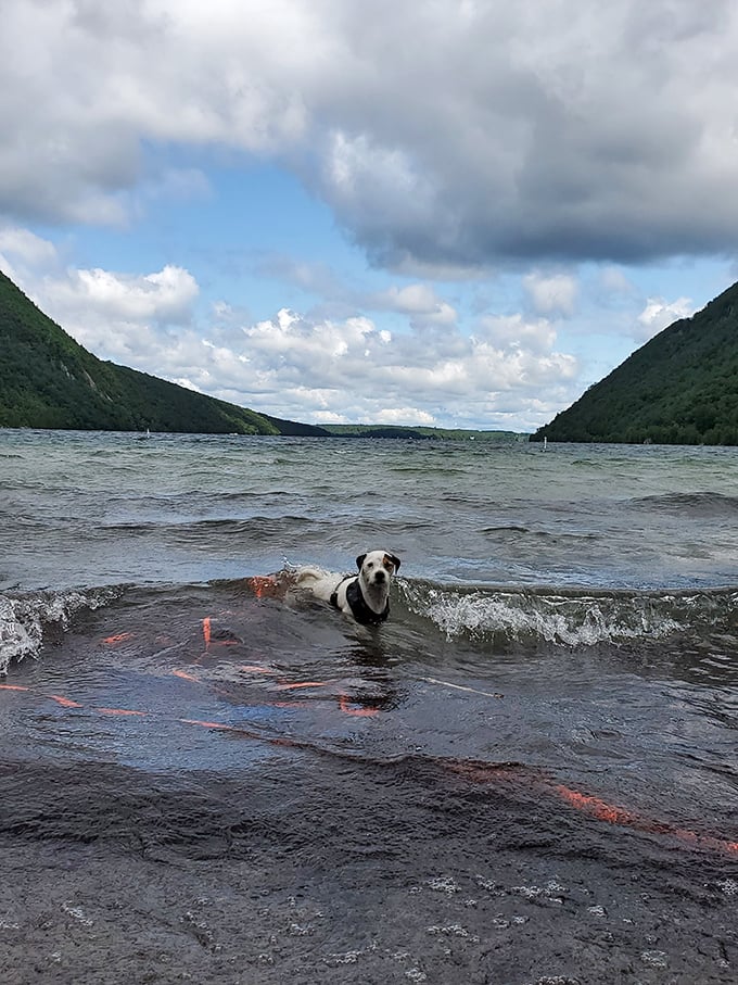 A playful pup enjoys the water, demonstrating the proper enthusiasm level for experiencing Lake Willoughby's pristine shores.