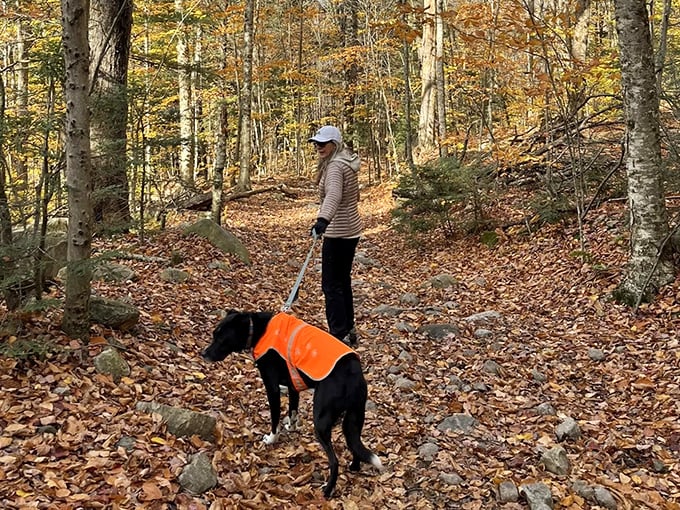 The universal hiking rule: dogs in bright vests have more fun and find more sticks than their non-vested counterparts.