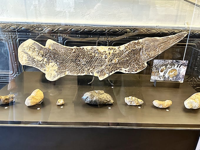 This remarkably preserved garfish fossil offers a glimpse into ancient aquatic ecosystems, complementing the museum's scatological treasures.