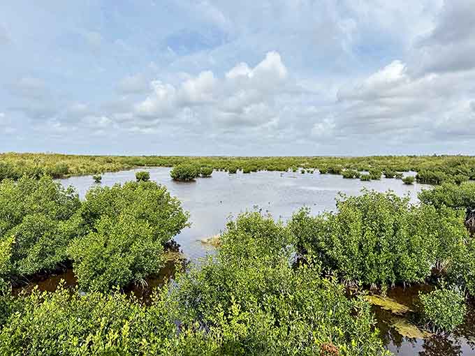 A watery wilderness stretches to the horizon, where mangroves create crucial nurseries for countless marine species.