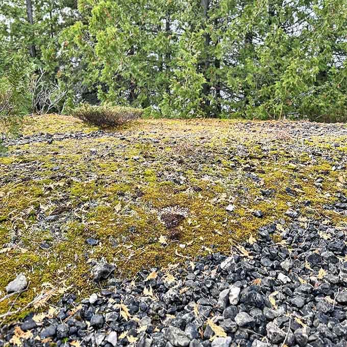 Nature's carpet of moss and stone creates a textural masterpiece that would make any interior designer green with envy.