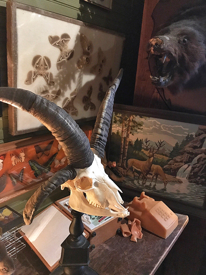 This impressive sheep skull with magnificent horns serves as a natural sculpture, commanding attention amid the museum's diverse biological specimens.