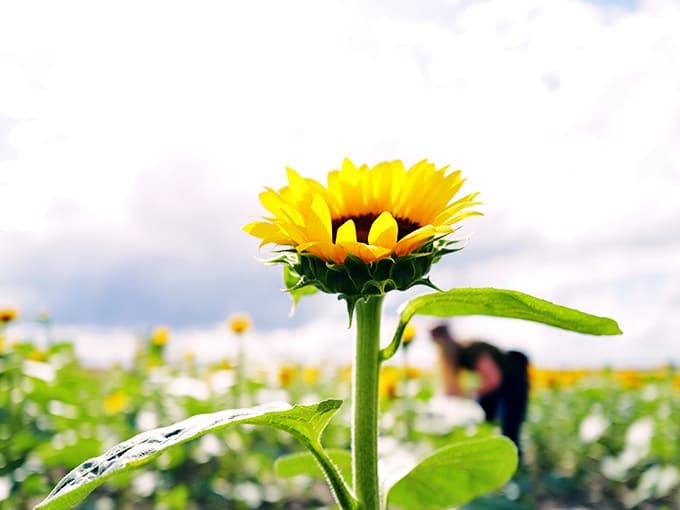 Up close with summer's most photogenic bloom &ndash; those perfectly arranged petals could make even professional florists jealous.