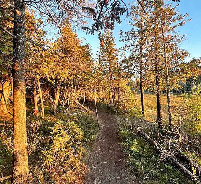 Golden hour transforms the forest trail into a warm, glowing corridor that feels like walking through liquid amber.