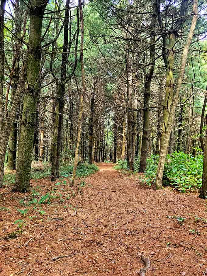 The pine-needle carpeted trail offers a sensory journey&mdash;the soft crunch underfoot, the resinous scent, the filtered light playing hide-and-seek.