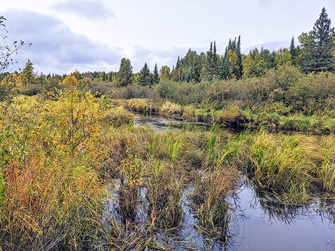 Wetlands near The Lost 40 create diverse habitats where frogs serenade visitors with nature's original surround-sound experience during warmer months.