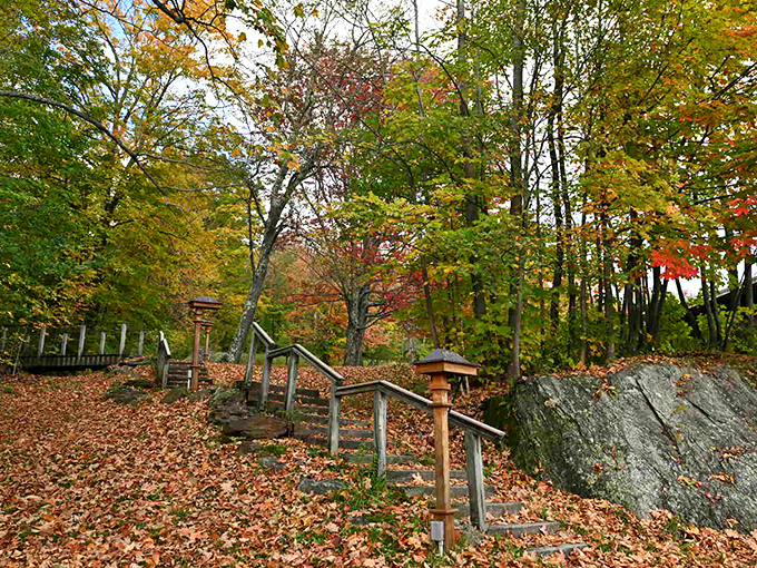 Autumn's golden carpet transforms these woodland steps into a stairway to heaven &ndash; minus the Led Zeppelin soundtrack.