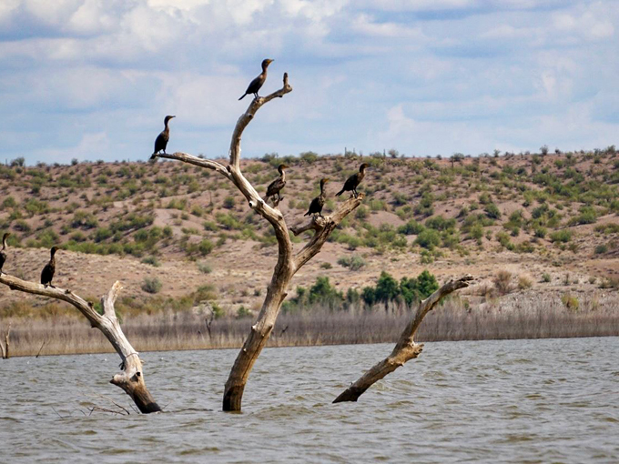 alamo lake state park 6