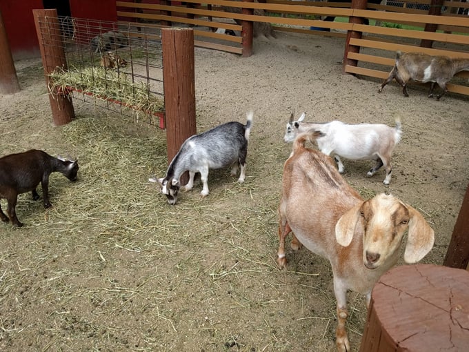 bear den zoo & petting farm 2