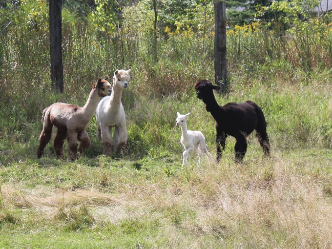 bear den zoo & petting farm 4