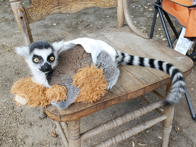 bear den zoo & petting farm 5