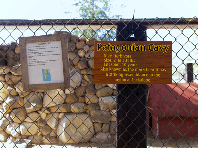 bear den zoo & petting farm 6