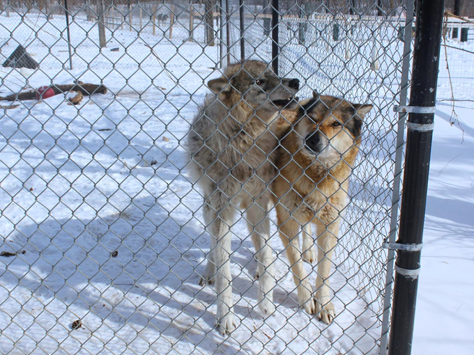 bear den zoo & petting farm 9