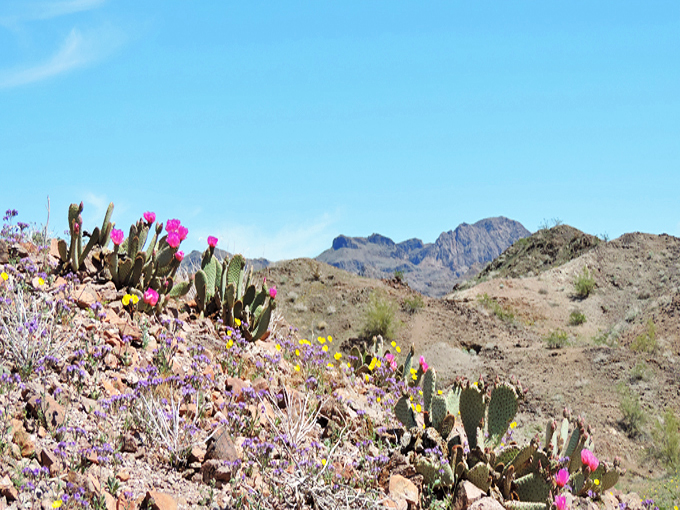 buckskin mountain state park 5