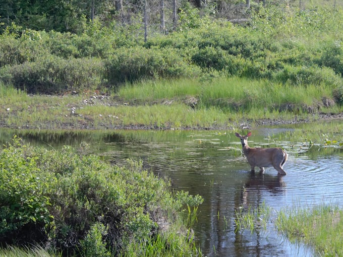 craig lake state park 4
